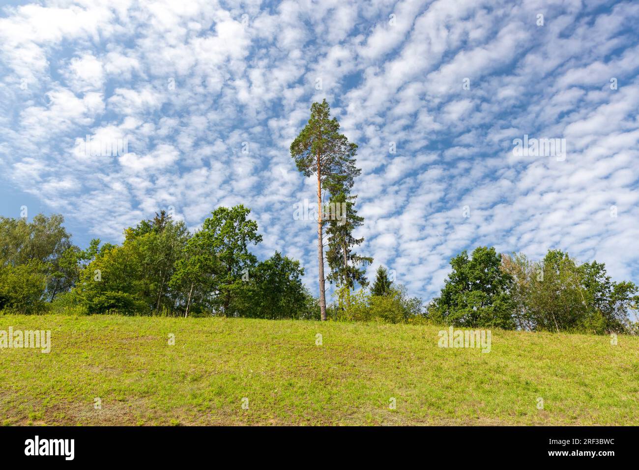 one lone tree growing in a desert area, the tree is tall and stands out ...