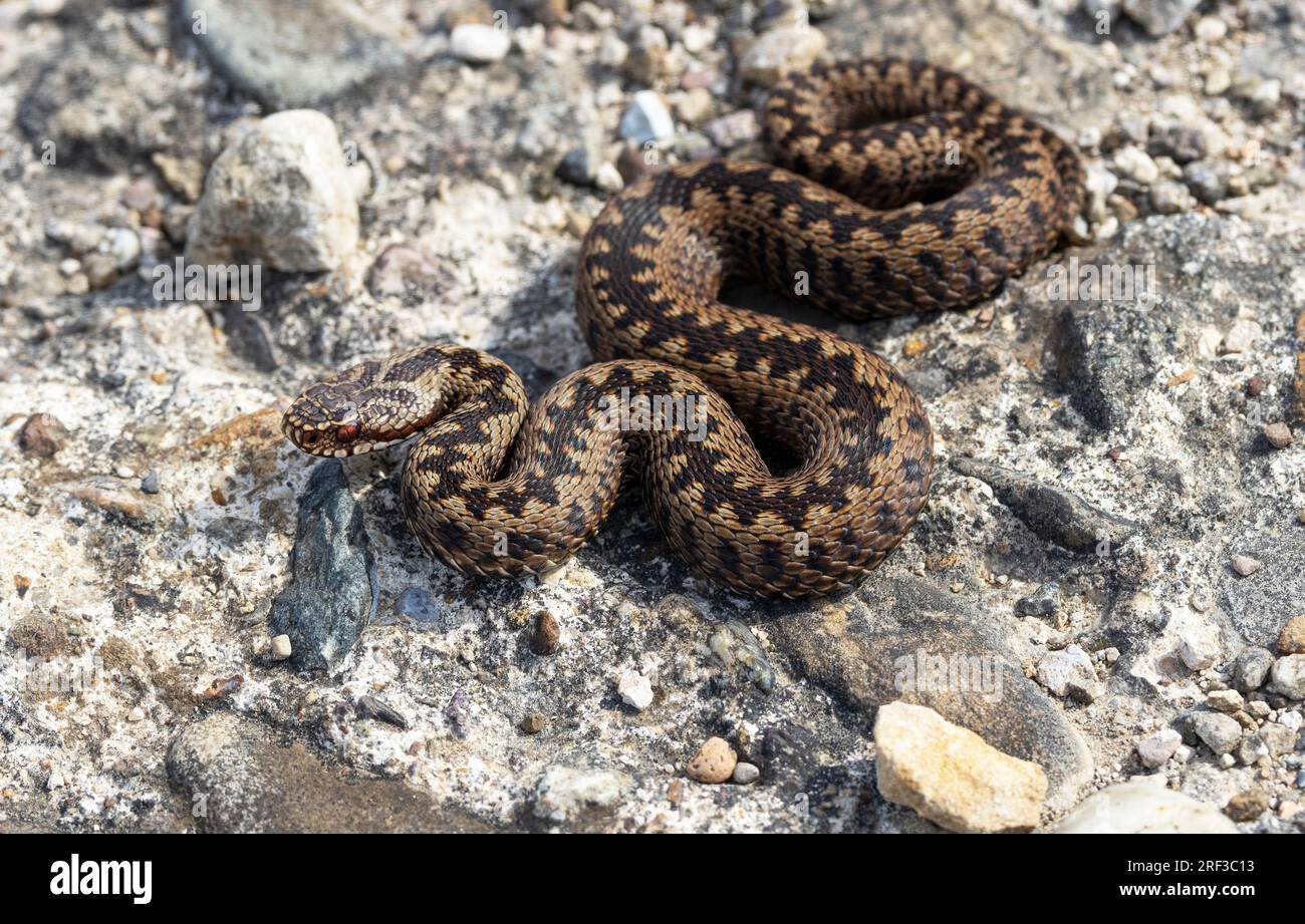 The European Adder, or Viper, is the only poisonous snake in the ...