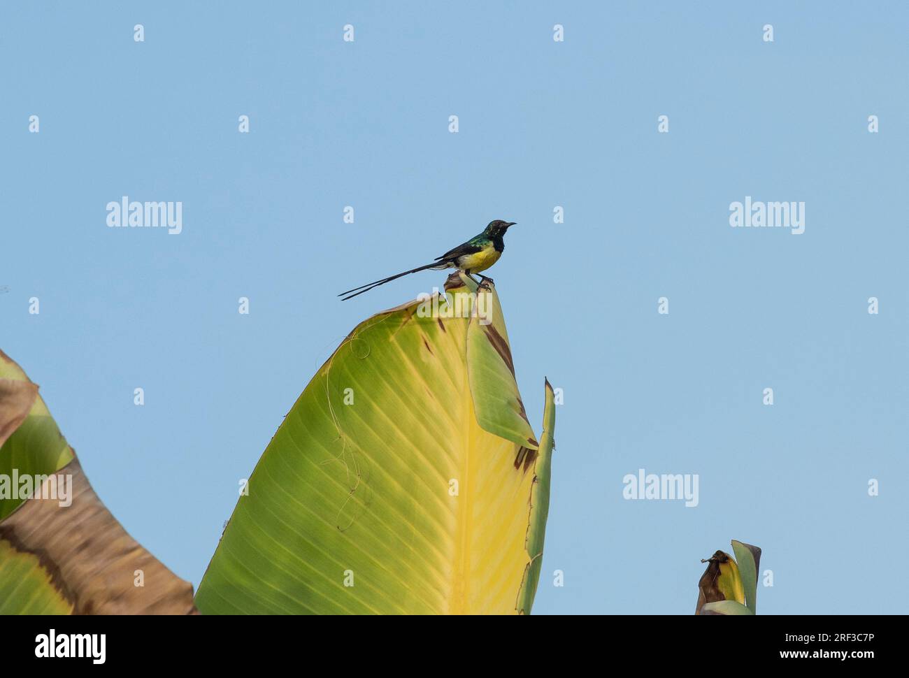 Nile Valley sunbird bird Hedydipna metallica perched on a large leaf ...