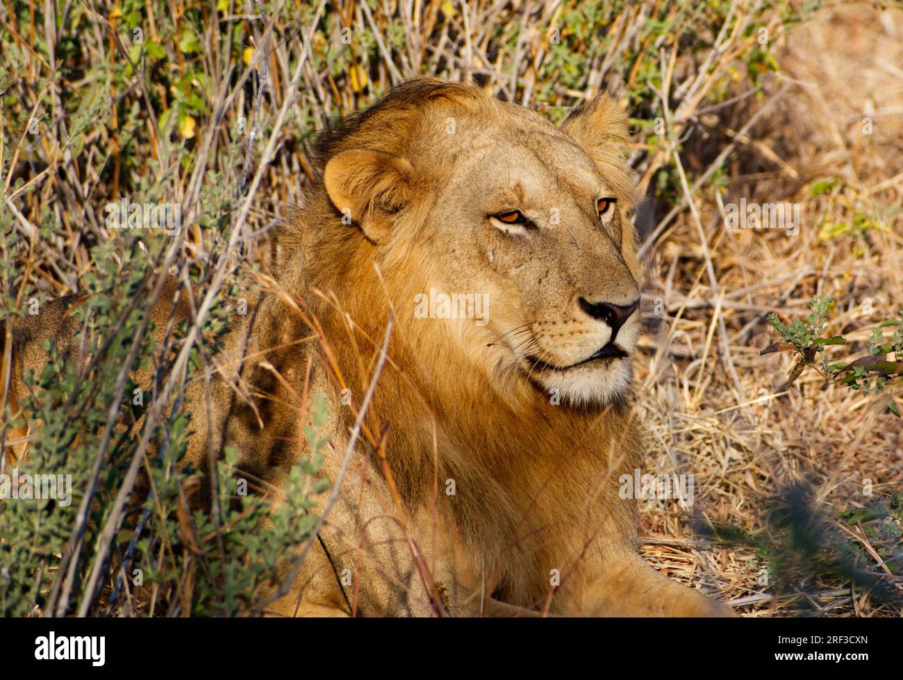 Male lion in the bush in Ruaha National Park 01, Tanzania Stock Photo ...