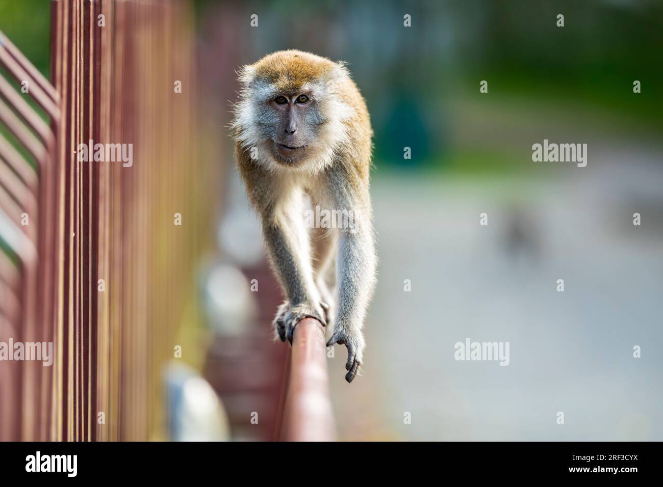 A long-tailed macaque walks on a bridge along Punggol Promenade Nature ...