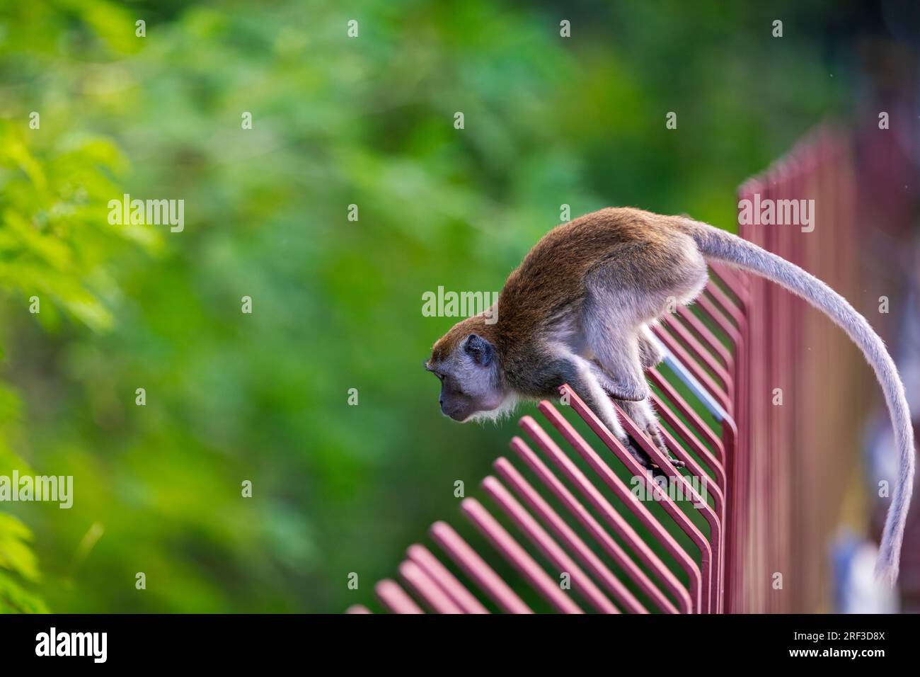 A long-tailed macaque prepares to jump from a bridge along Punggol ...