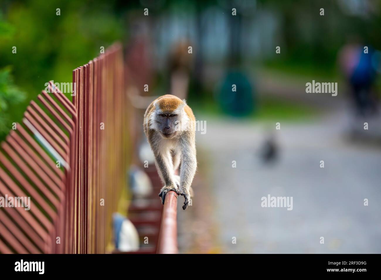 A long-tailed macaque walks on a bridge along Punggol Promenade Nature ...