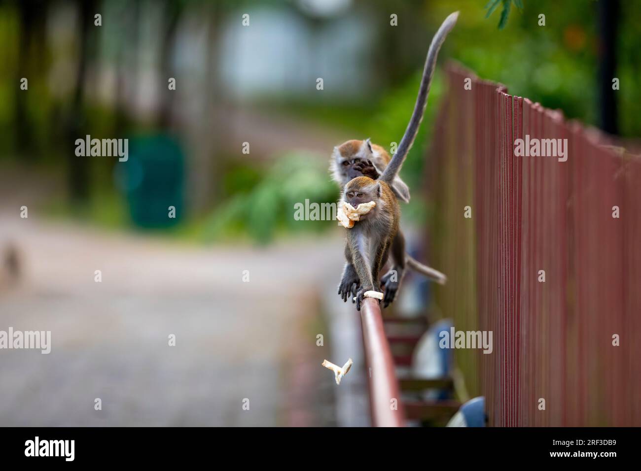 Two long-tailed macaque squabble over food on a bridge along Punggol ...