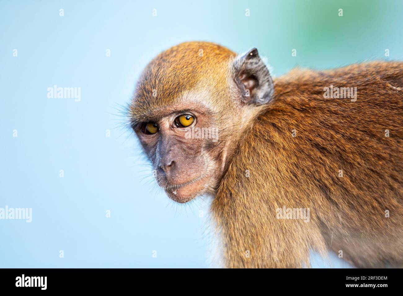 A young long-tailed macaque close-up on a bridge along Punggol ...