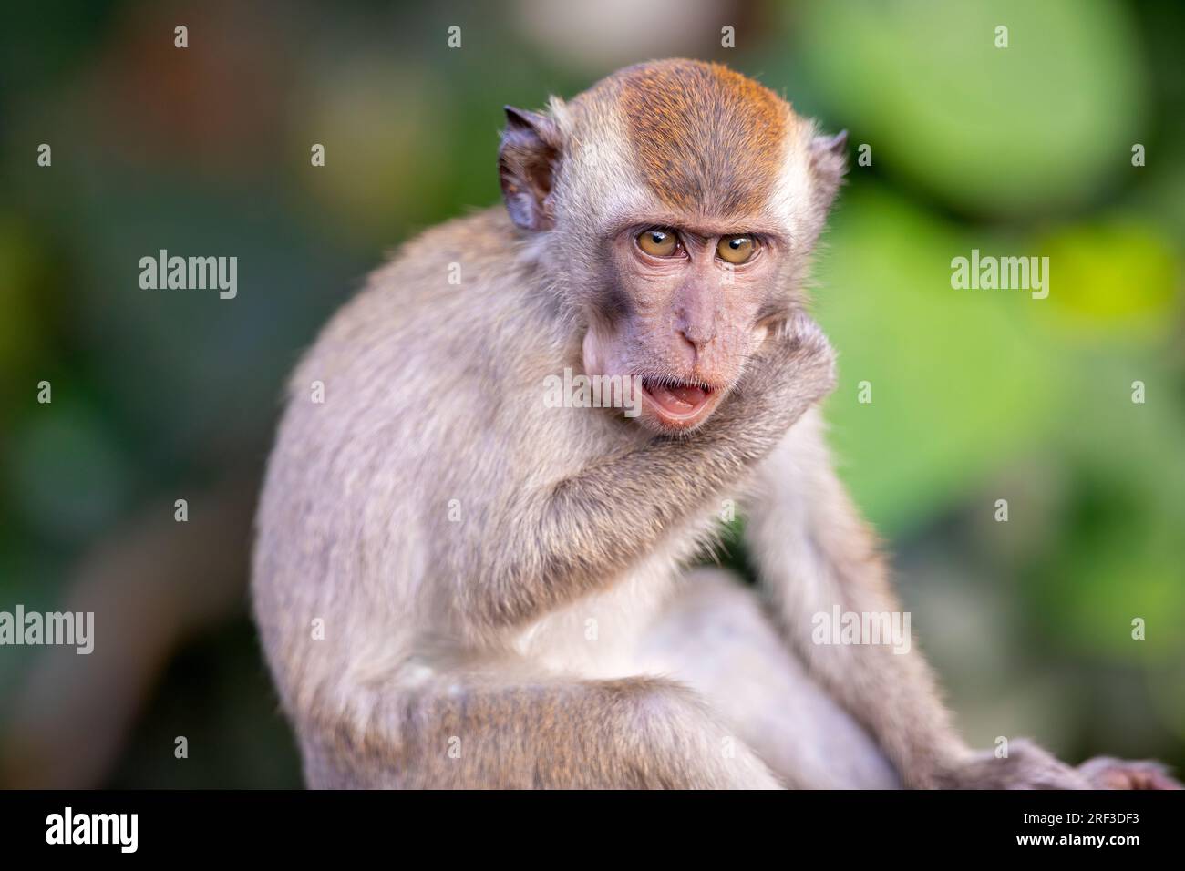 A young long-tailed macaque close-up on a bridge along Punggol ...