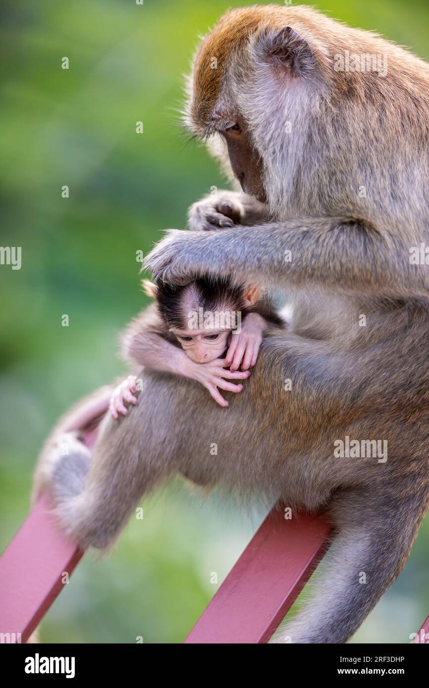 A female long-tailed macaque grooms her baby as she sits on the metal ...