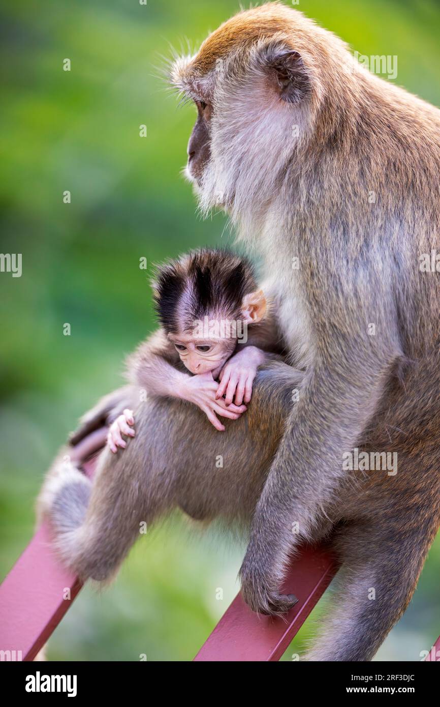 A female long-tailed macaque sits with her baby on her thigh, Punggol ...