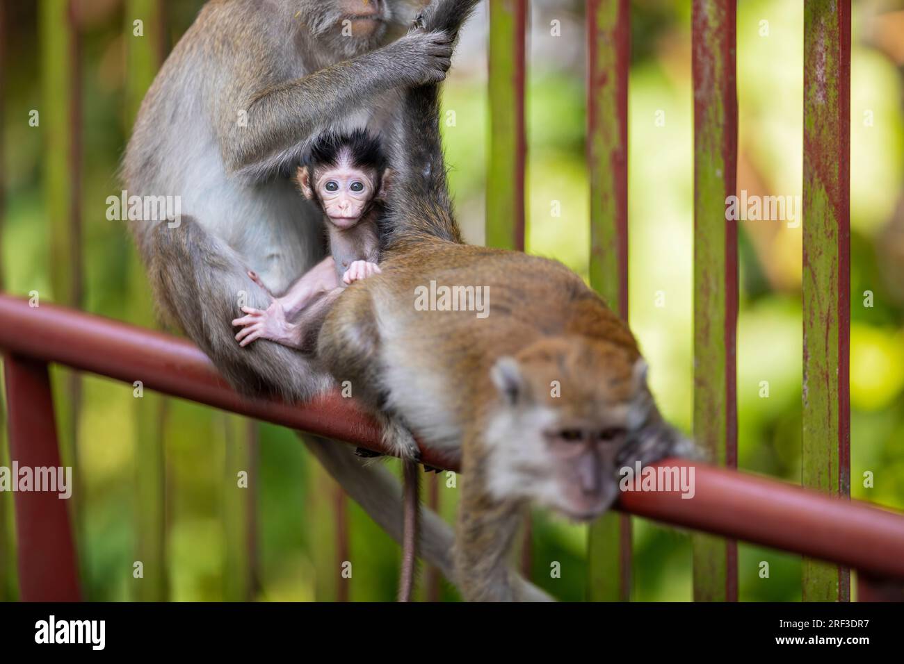 A female long-tailed macaque allogrooms while her baby sits in the ...