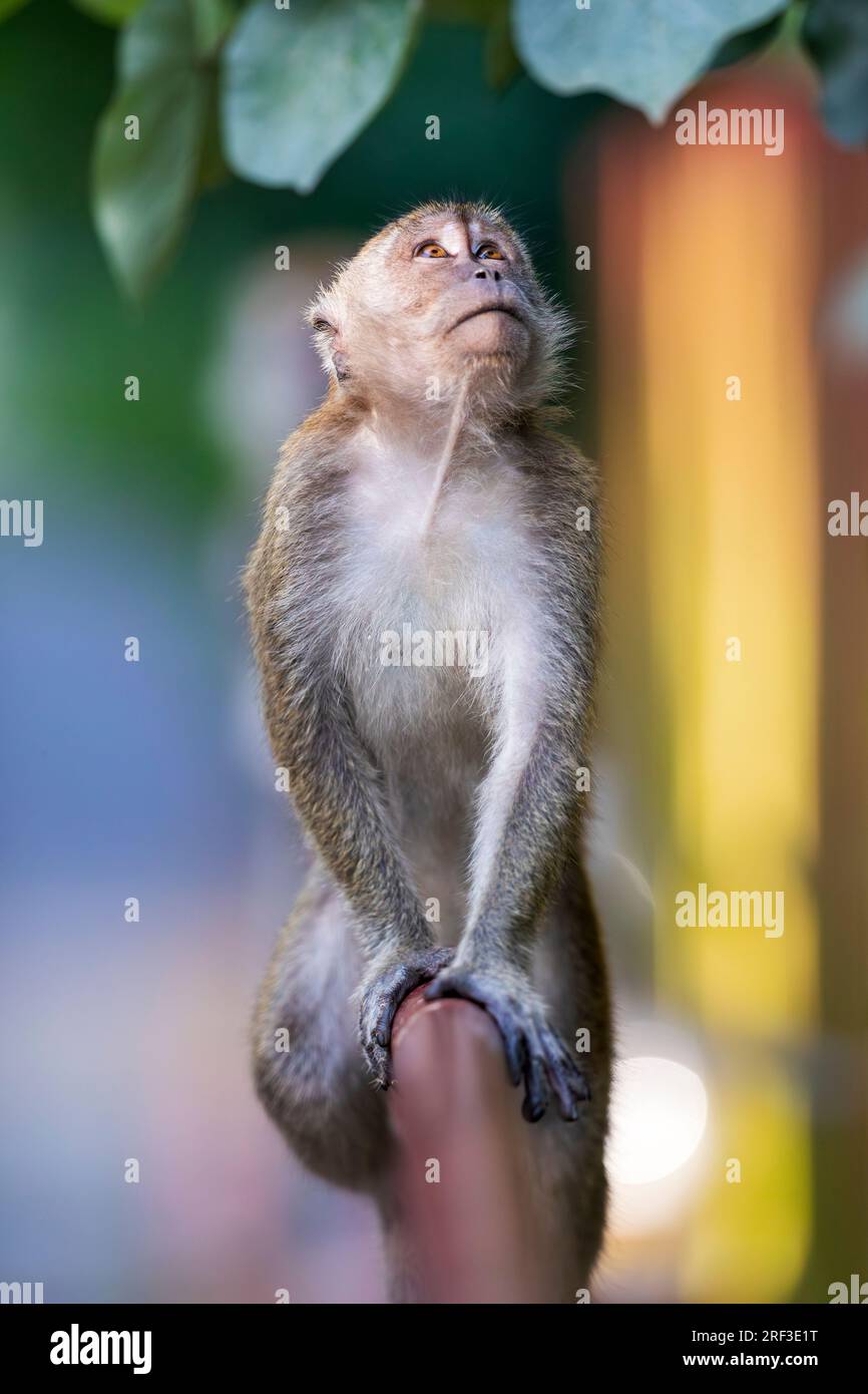 A long-tailed macaque looks up into the canopy above while sitting on ...