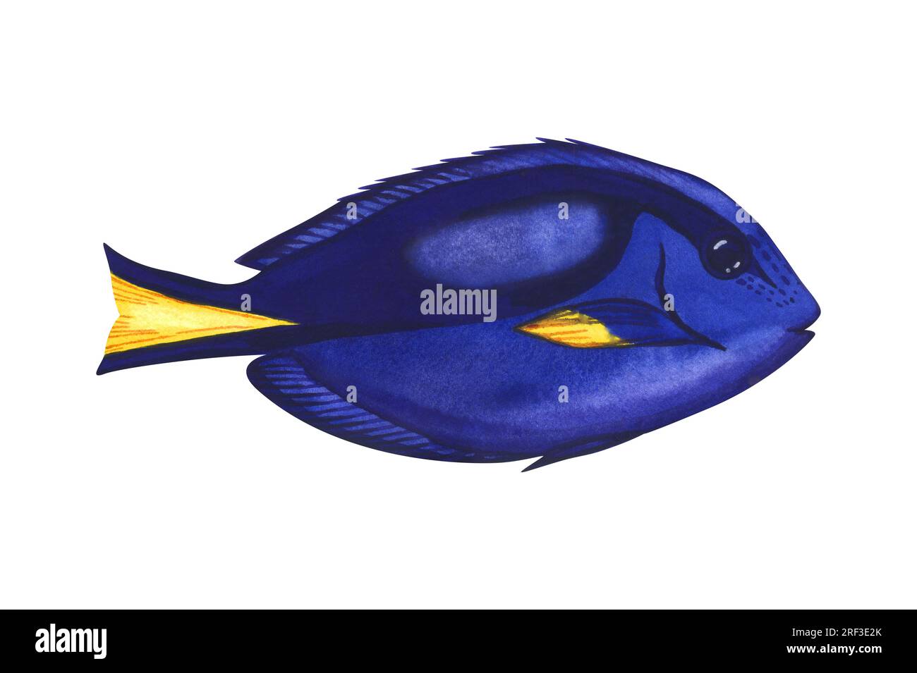 Watercolor tropical marine blue tang dory fish.Hand draw cartoon ...