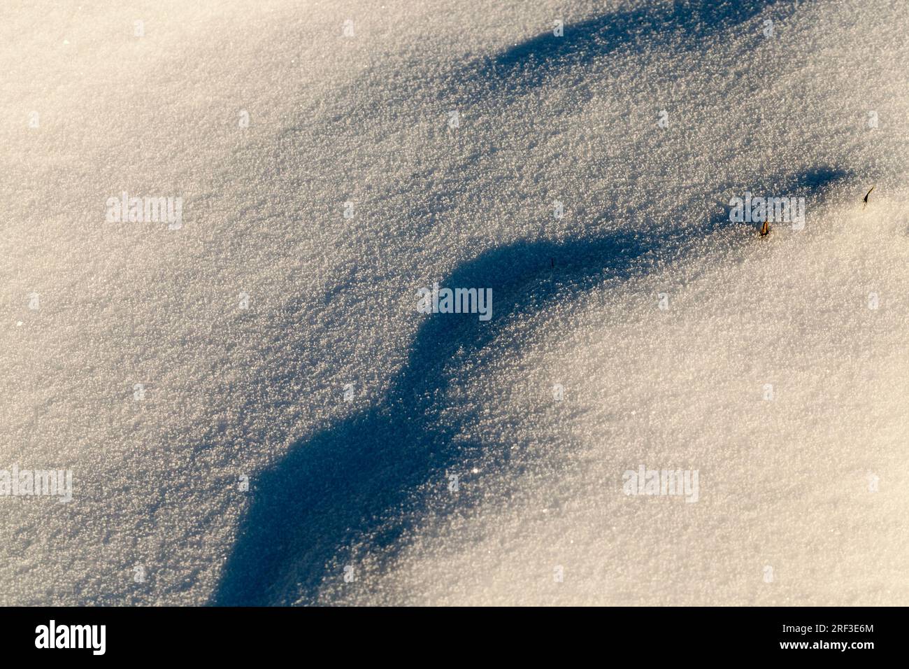 snow in winter frozen and cold, nature after snowfall and blizzards ...