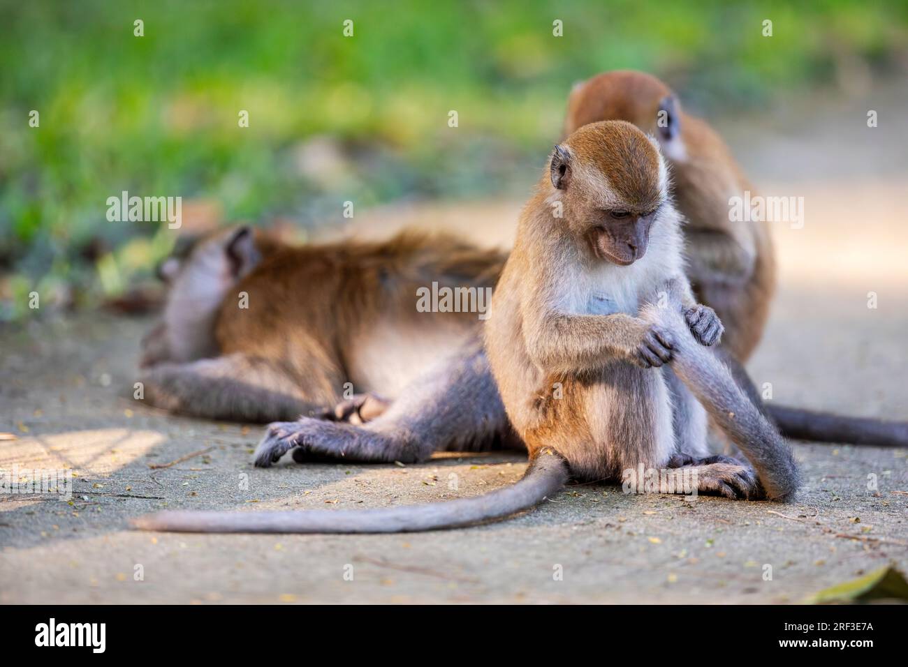 Two juvenile long-tailed macaques allogroom an adult lying on the ...