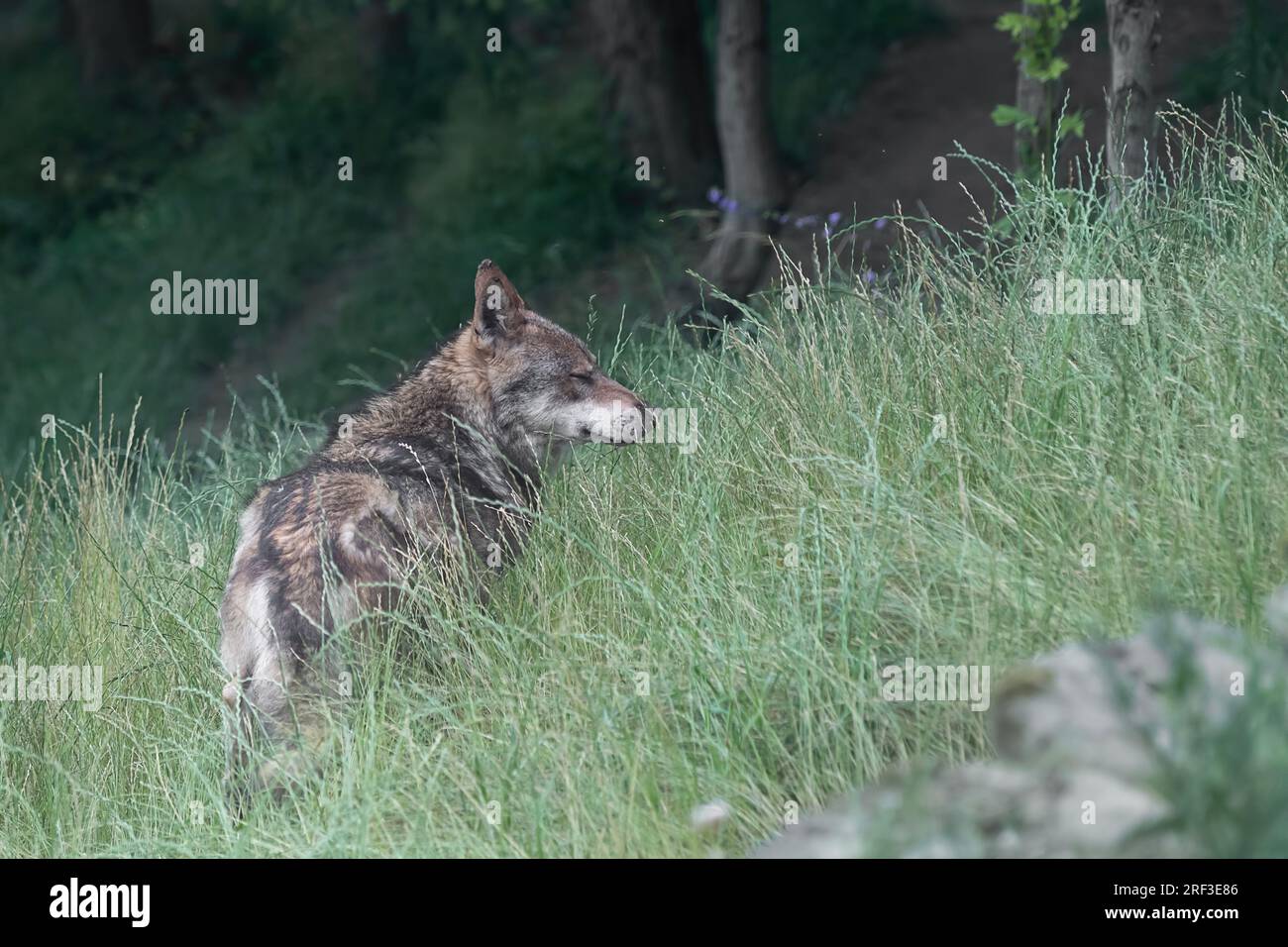 The Italian wolf in the wild forest (Canis lupus italicus Stock Photo ...