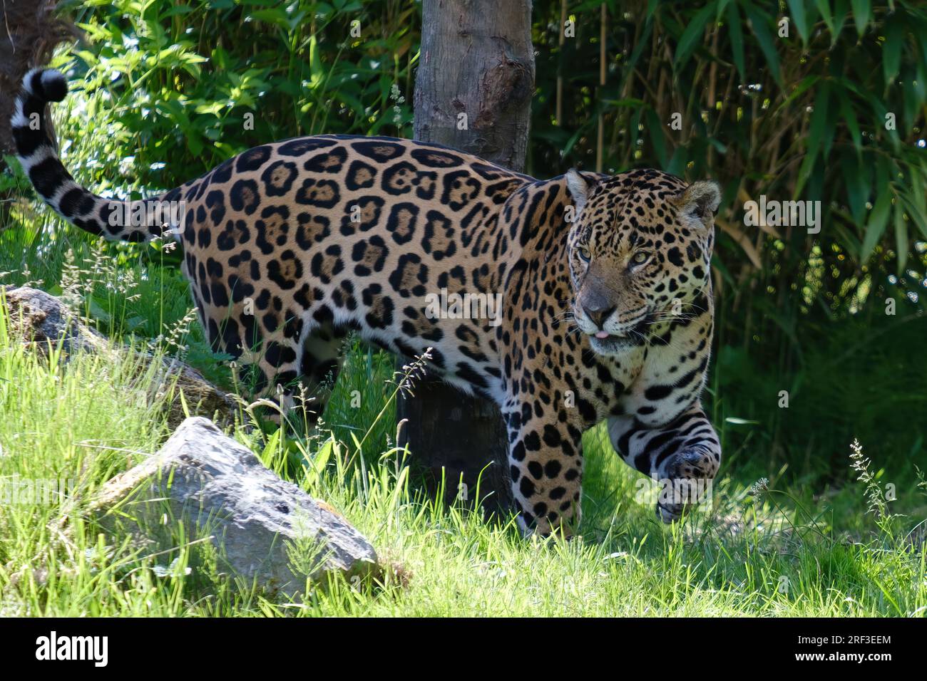 Uk resident species hi-res stock photography and images - Alamy