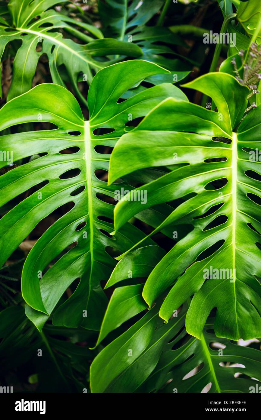 Monstera delicosa leaves textured background. Tropical nature Stock ...