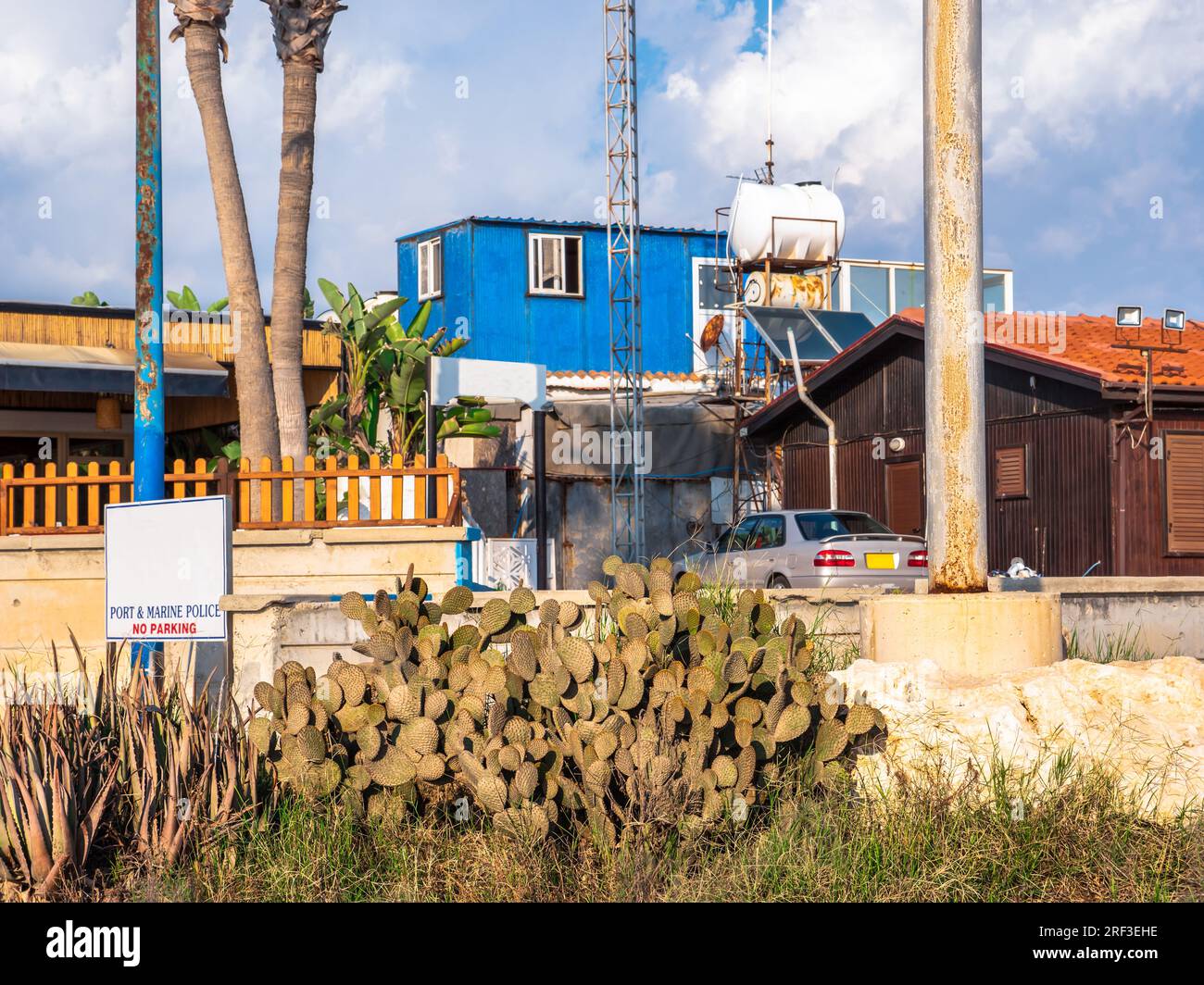 Red edible fruit on prickly pear cactus Stock Photo - Alamy