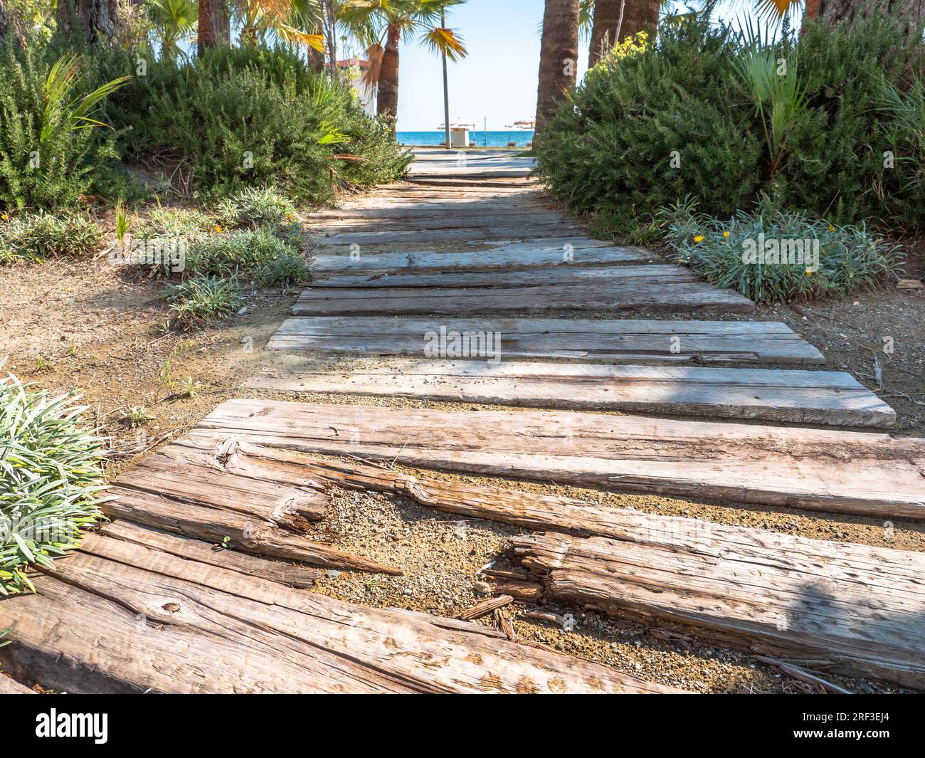 A path made of old wooden planks with broken boards, grass, and palm ...