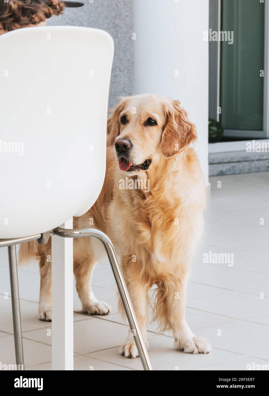 Labrador eating at table hi-res stock photography and images - Alamy