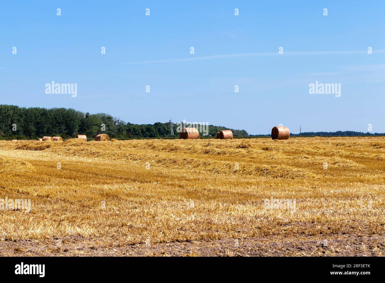 agricultural field where wheat straw is collected in stacks for use in ...