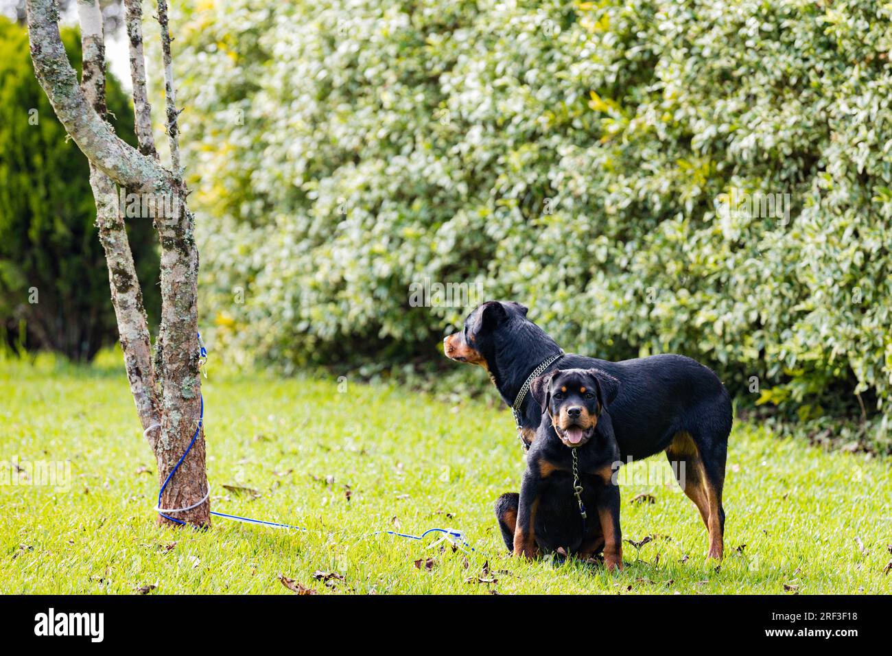 Funny dogs playing together field hi-res stock photography and images ...