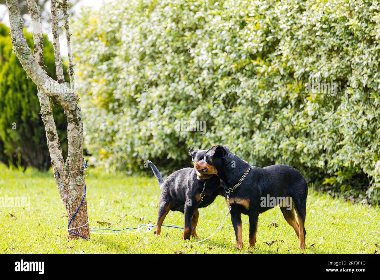 Kenya Domestic Animals Dogs Playing together on leash tied on the tree ...