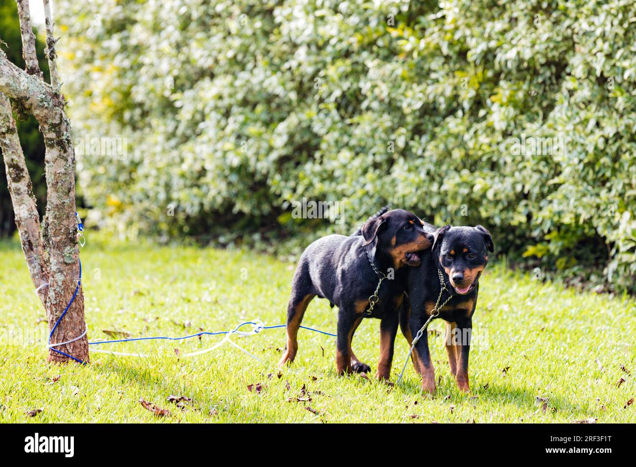 Kenya Domestic Animals Dogs Playing together on leash tied on the tree ...