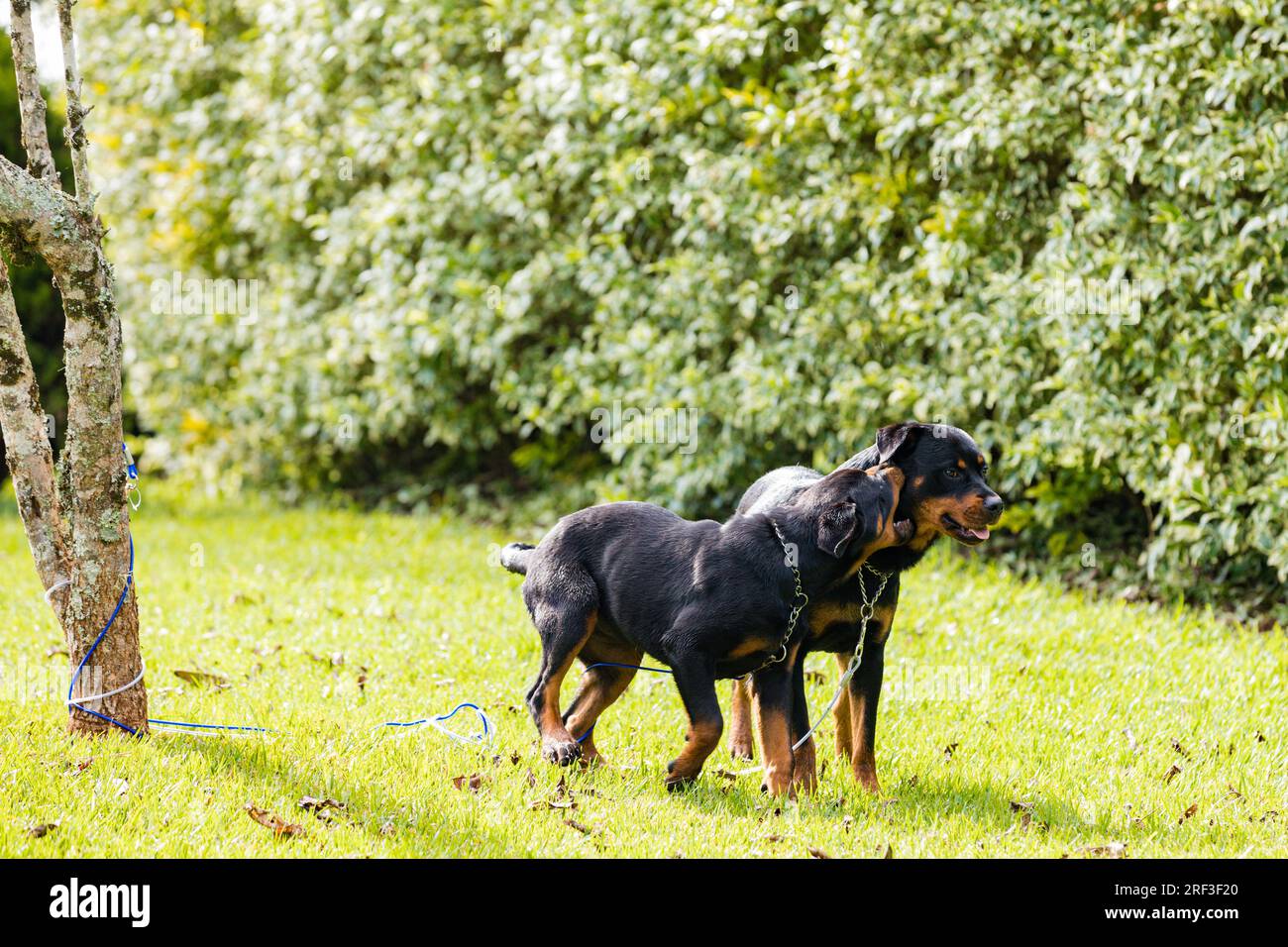 Kenya Domestic Animals Dogs Playing together on leash tied on the tree ...