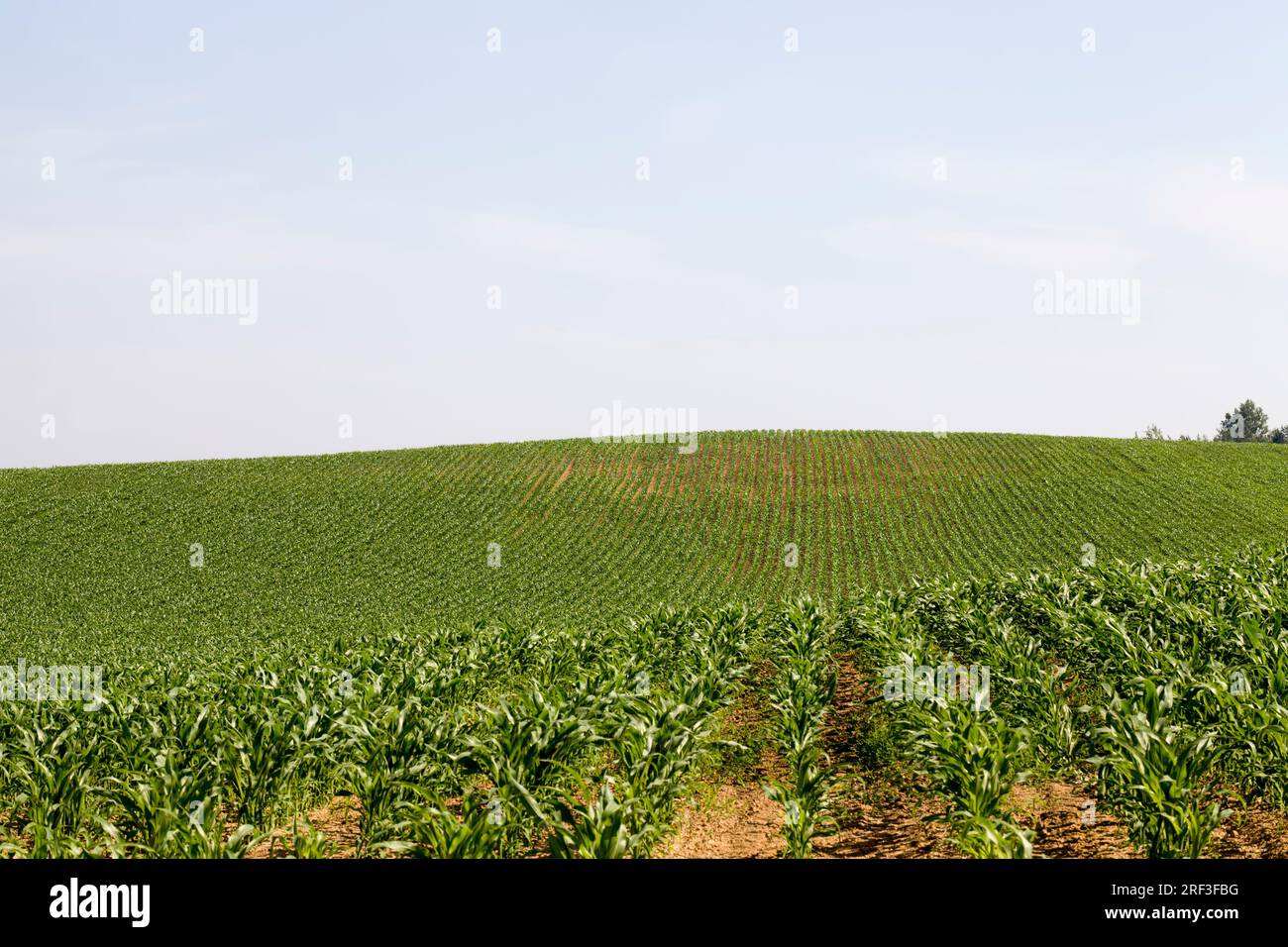 agricultural activity related to the cultivation of sweet corn, farming ...