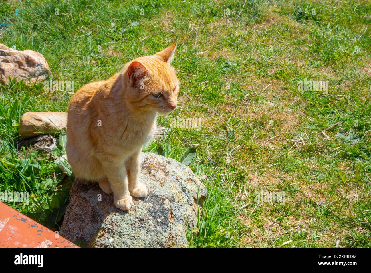Orange tabby cat in the countryside Stock Photo - Alamy