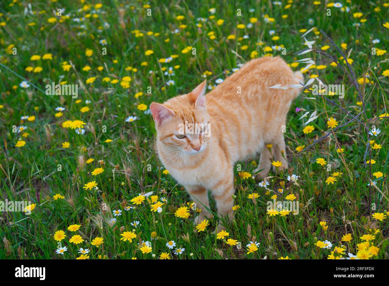 Orange tabby cat in the countryside Stock Photo - Alamy