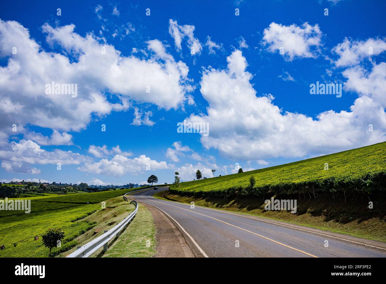 Kiambu County Limuru Tea Farm plantation in Kiambu County, Kenya Tea is ...