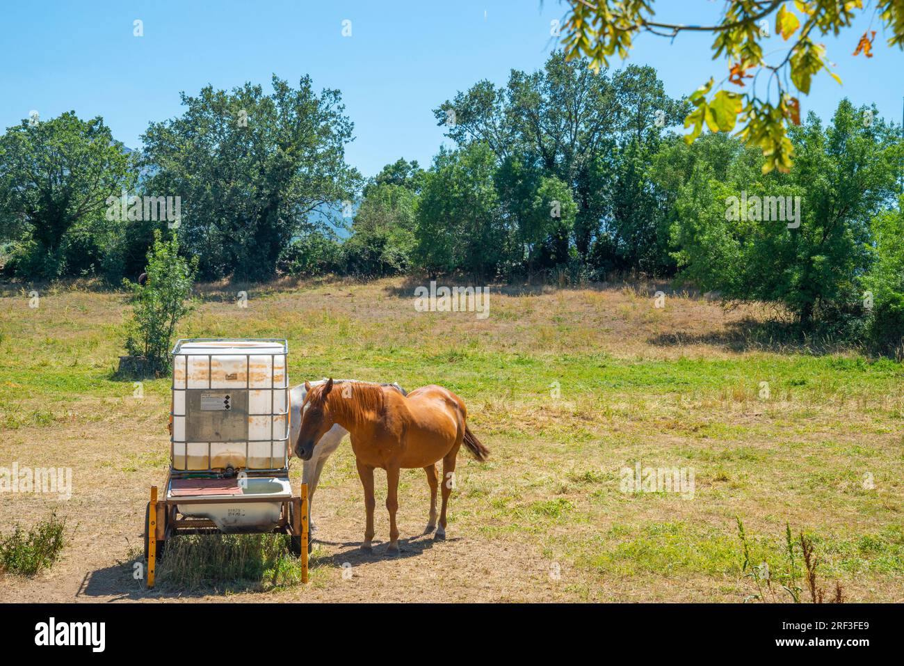 Caballo bebiendo agua hi-res stock photography and images - Alamy