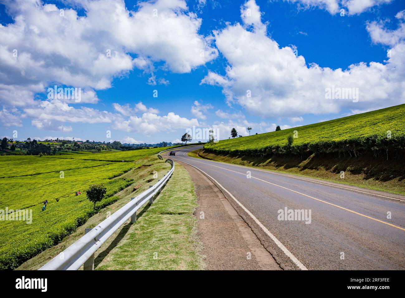 Kiambu County Limuru Tea Farm plantation in Kiambu County, Kenya Tea is ...