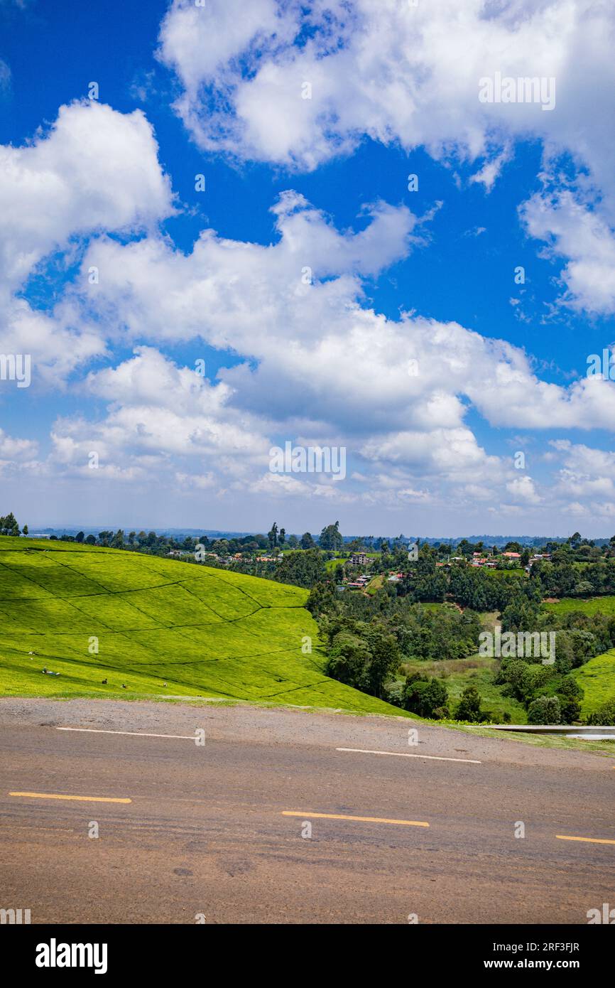 Kiambu County Limuru Tea Farm plantation in Kiambu County, Kenya Tea is ...