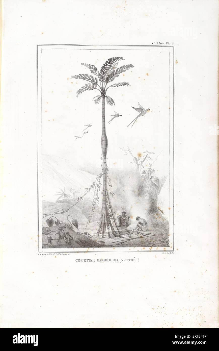 Cocotier barrigudo (Ventrû) 1834 by Charles Etienne Pierre Motte Stock ...