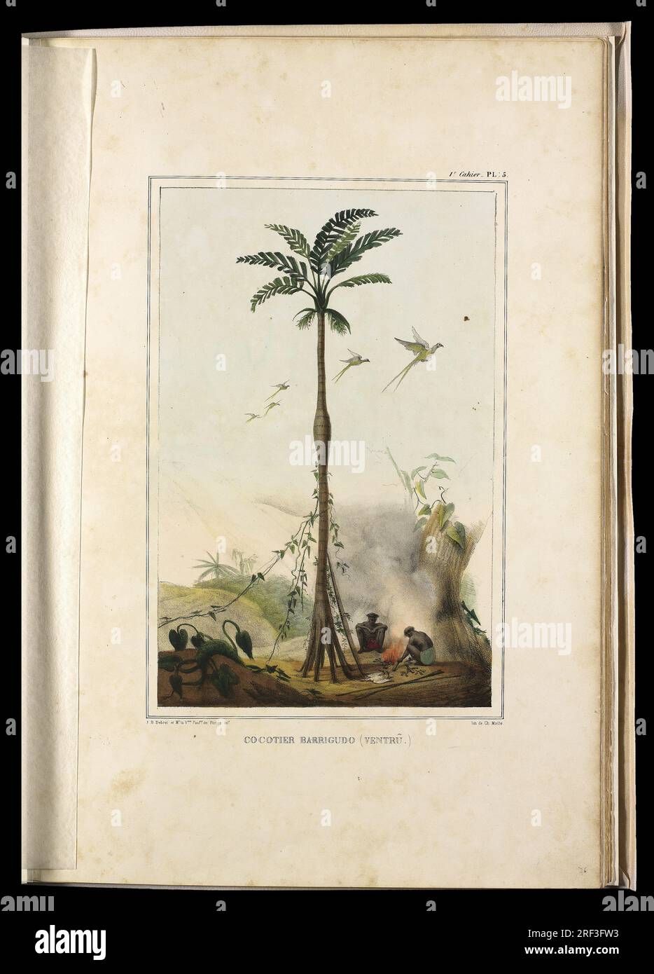 Cocotier barrigudo (Ventrû) 1834 by Charles Etienne Pierre Motte Stock ...