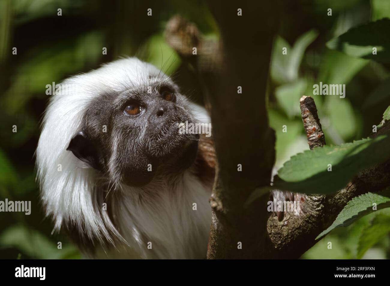 Cotton top tamarin monkey hi-res stock photography and images - Alamy