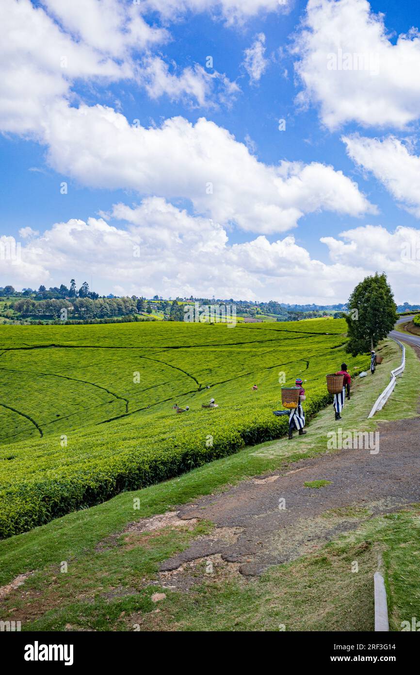 Tea leaves farm estate plantations in Kiambu County Kenya East Africa ...