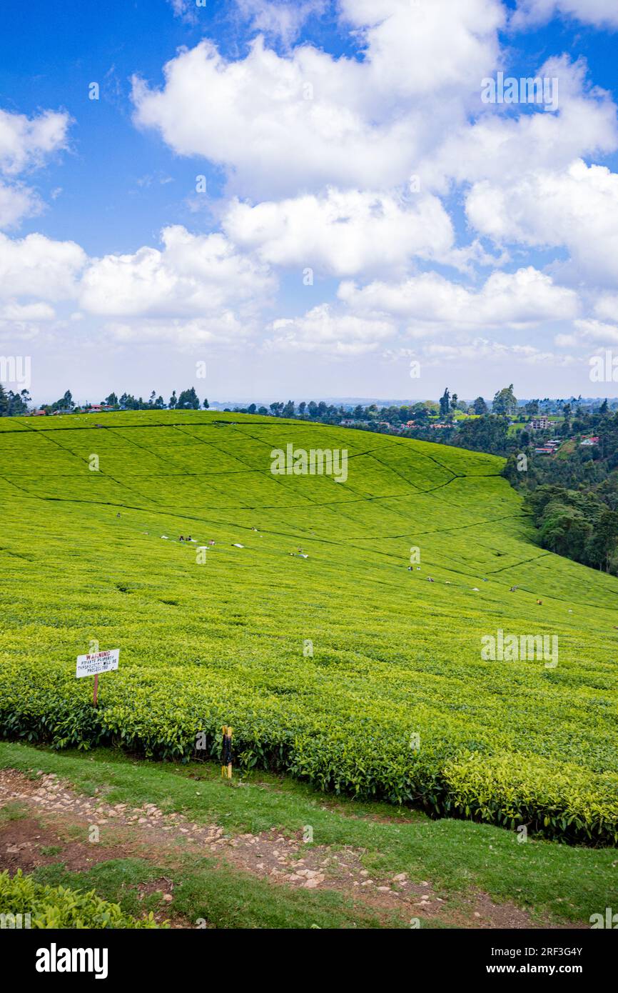 Tea leaves farm estate plantations in Kiambu County Kenya East Africa ...