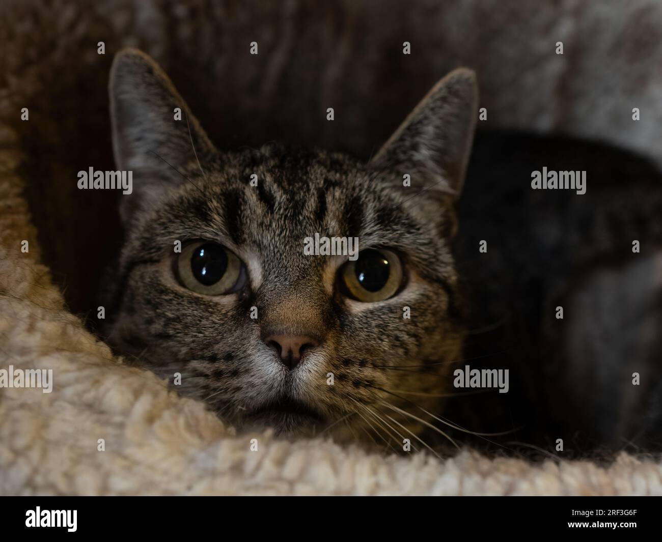 Close up of tabby cat peering out from a cat bed Stock Photo - Alamy