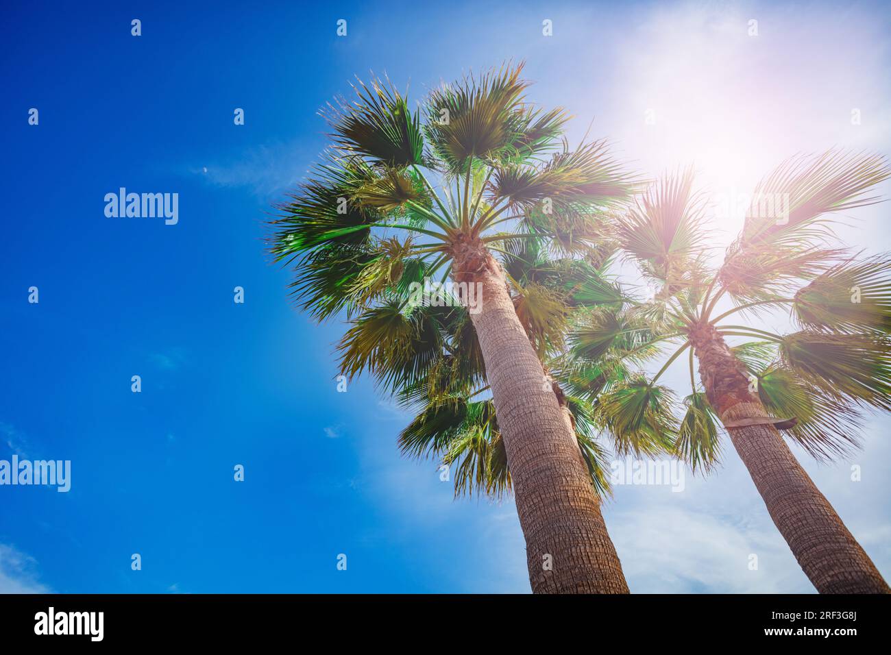 Three palms leaves over bright shining sun and blue summer sky Stock ...
