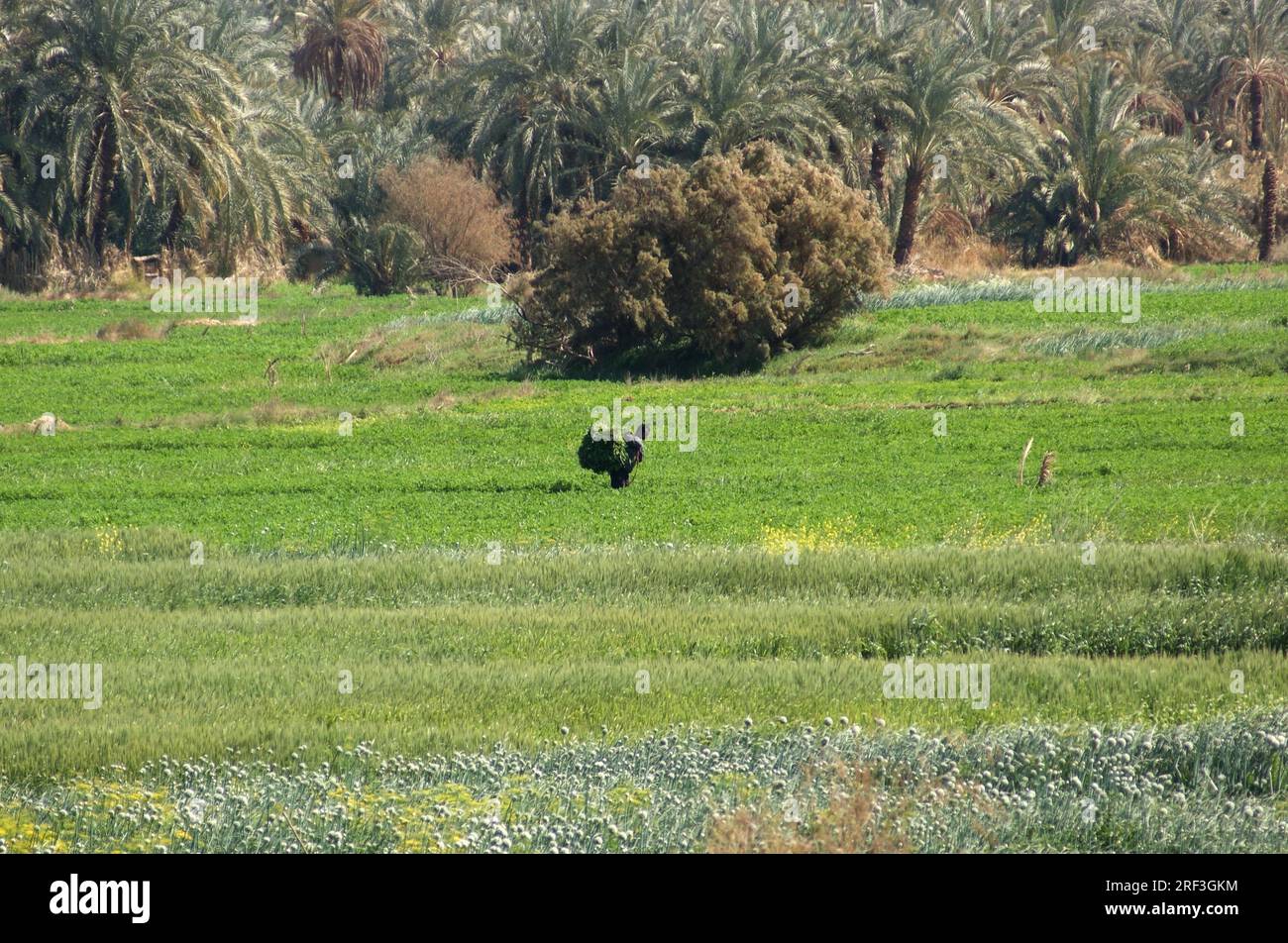Crop field egypt hi-res stock photography and images - Alamy
