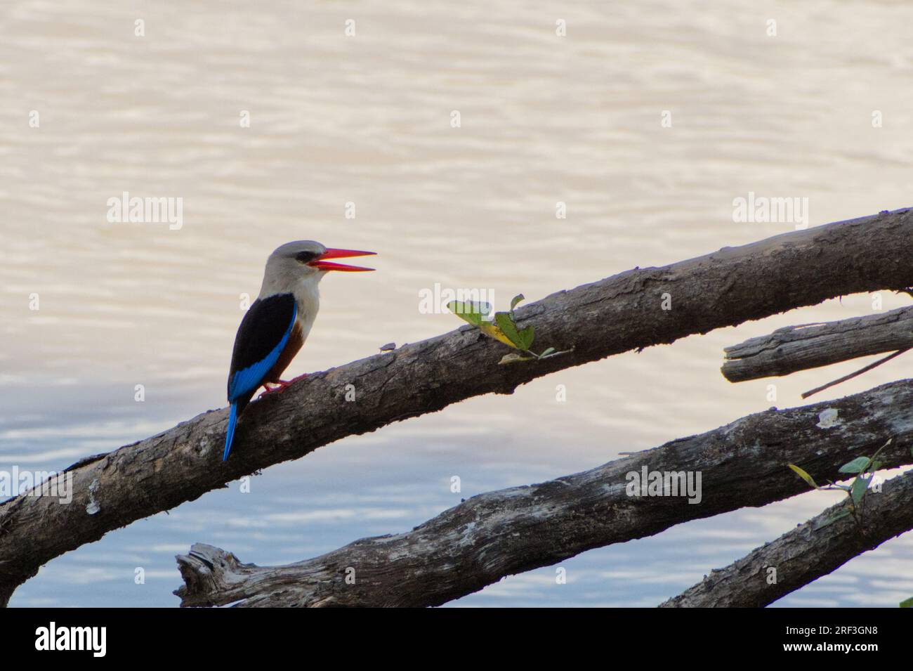 Shocking blue hi-res stock photography and images - Alamy