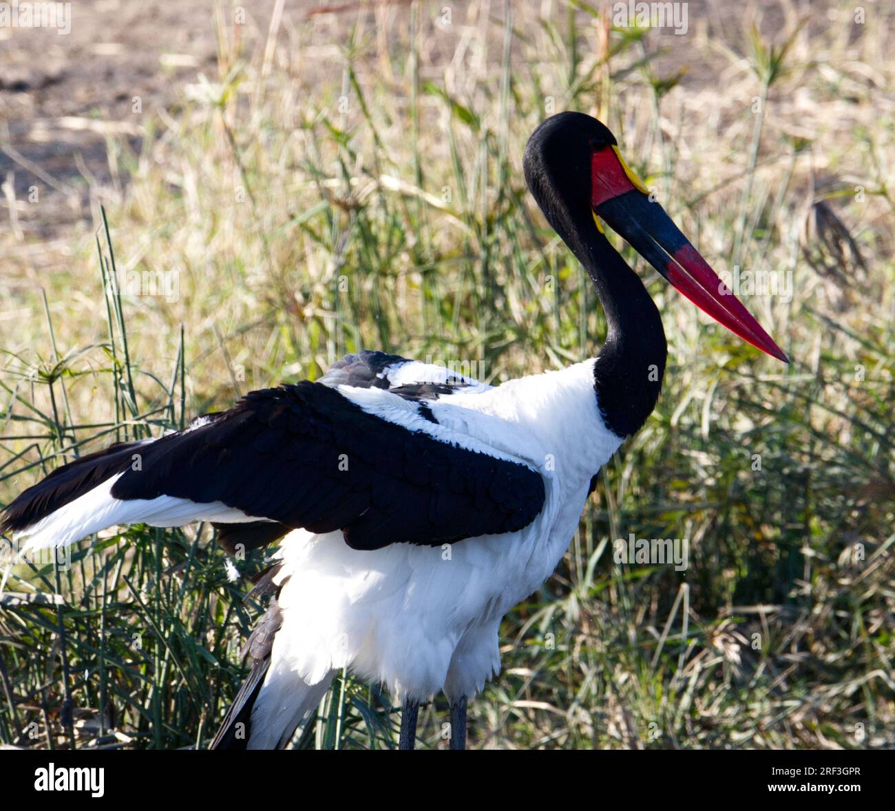 Saddle billed Stork in Tanzania Stock Photo - Alamy