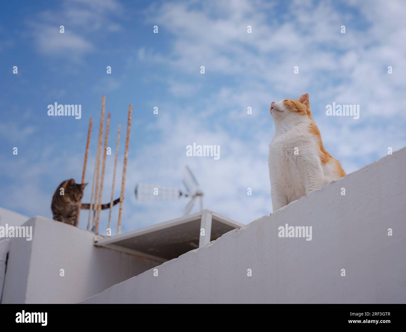 cats lie on roofs of the white-walled houses of city of Lindos. Stray ...