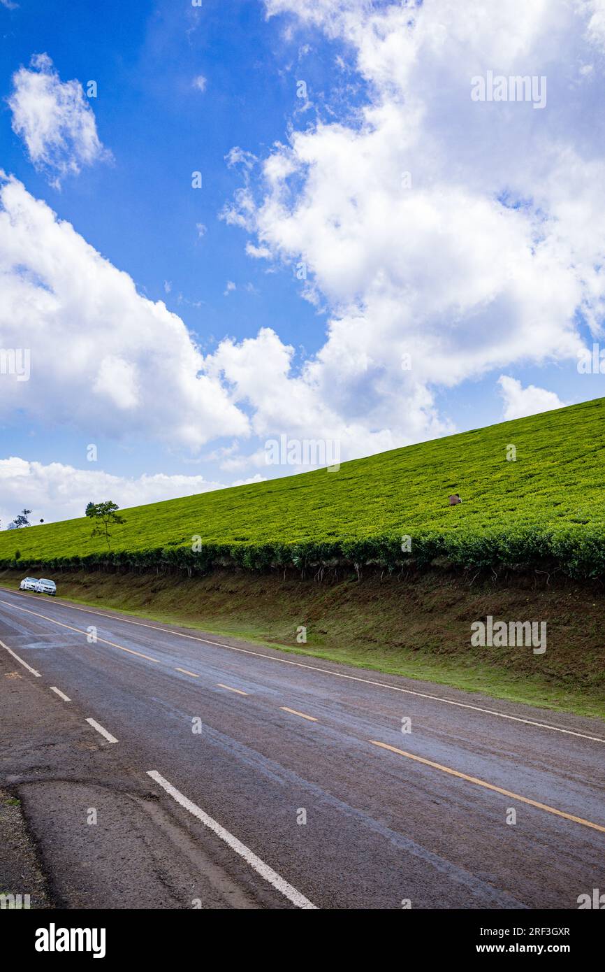 Kiambu County Limuru Tea Farm plantation in Kiambu County, Kenya Tea is ...