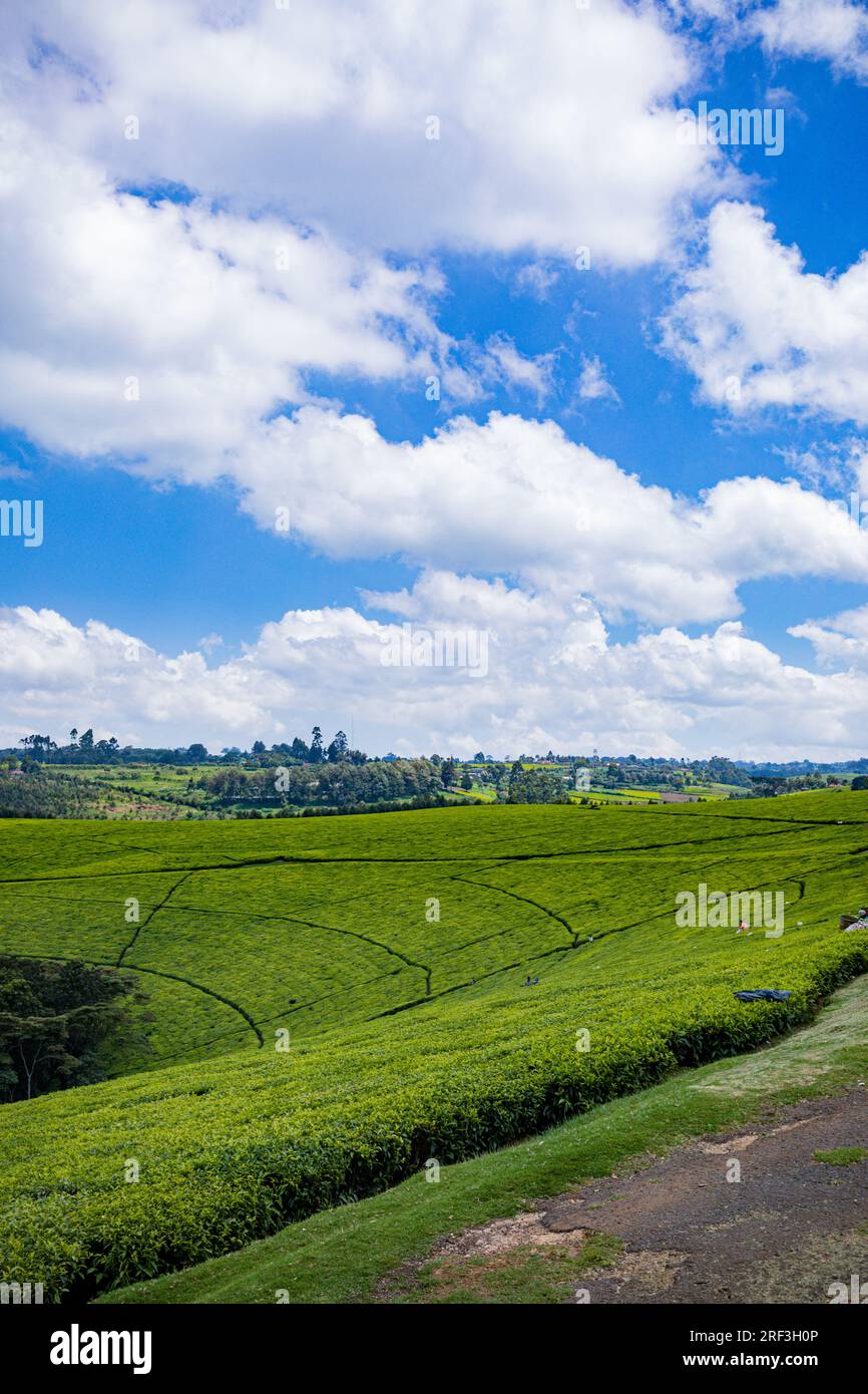 Kiambu County Limuru Tea Farm plantation in Kiambu County, Kenya Tea is ...