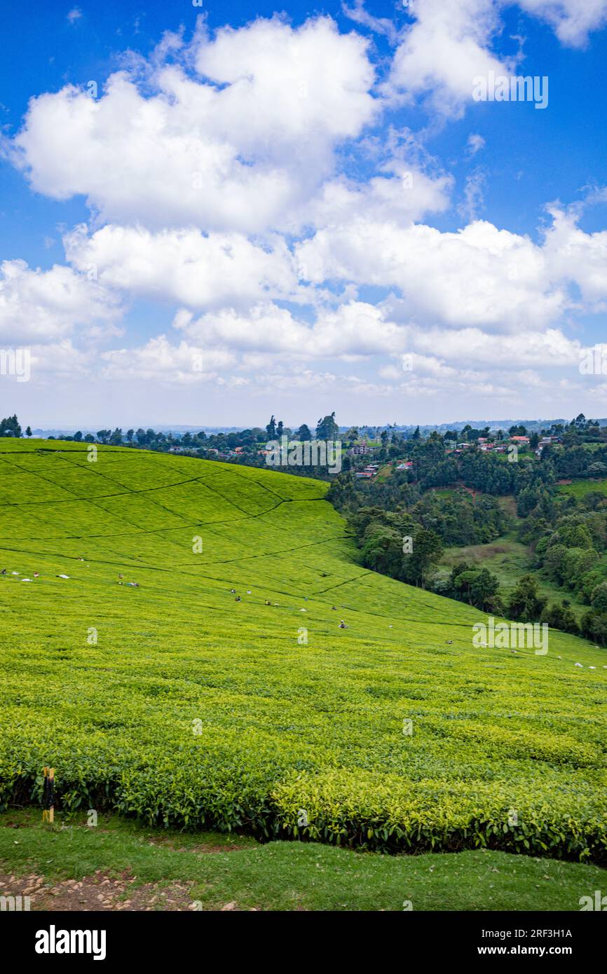 Kiambu County Limuru Tea Farm plantation in Kiambu County, Kenya Tea is ...