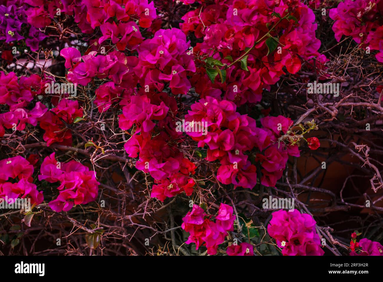 Clusters of vibrant blooms hi-res stock photography and images - Alamy